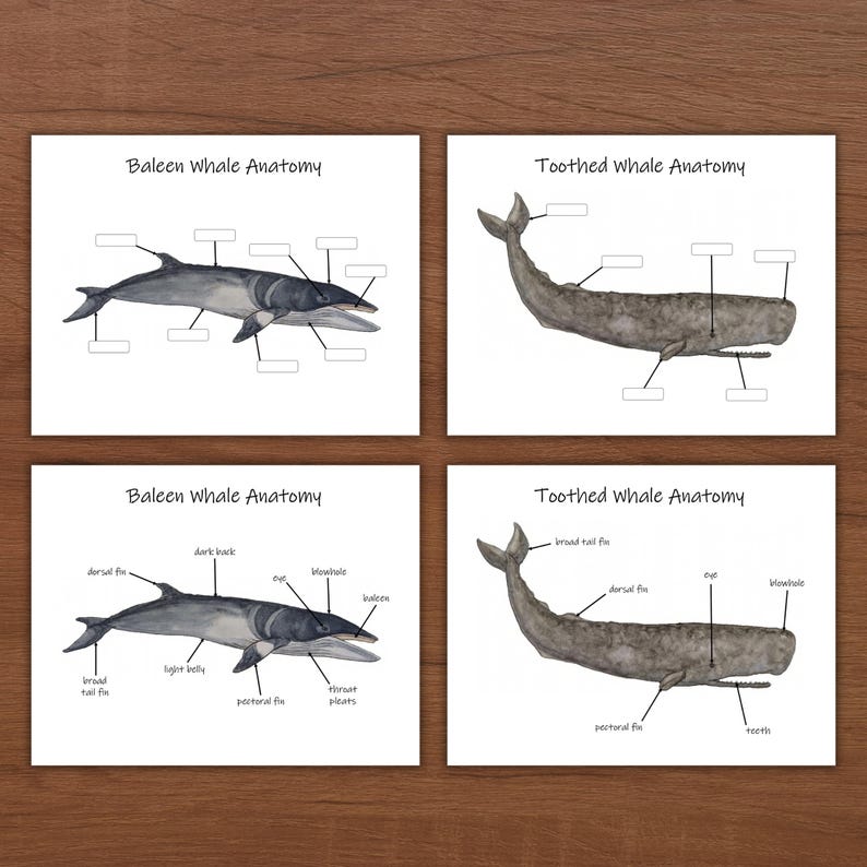 Whales Mini Study: Life Cycle, Anatomy, Types (printable Activity Pack ...