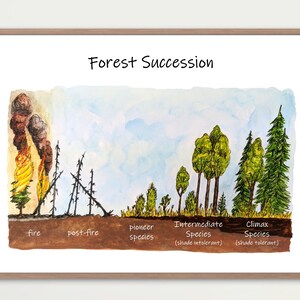 Forest School Prints Bundle: 13 Printable Classroom Posters - Etsy