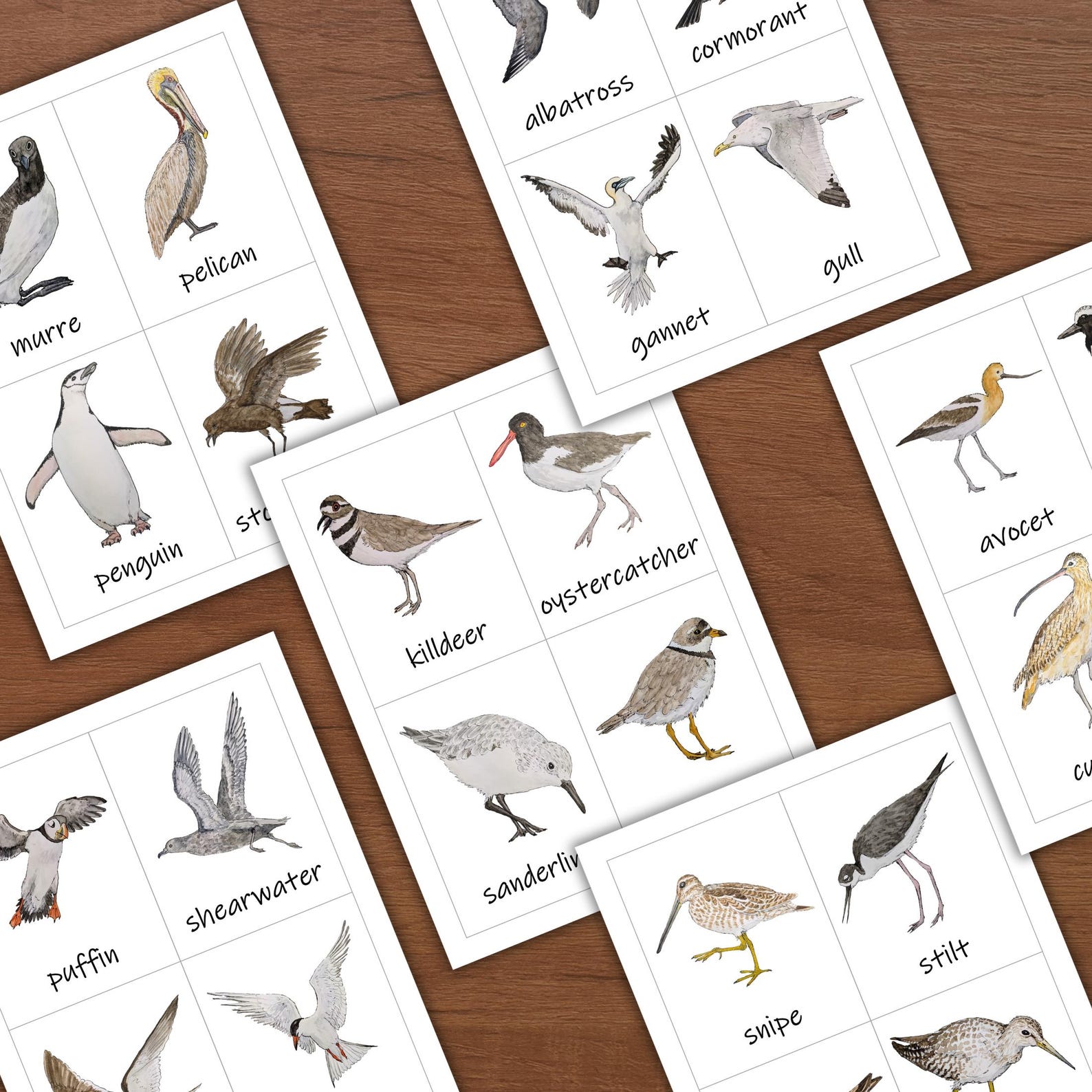 Seabird & Shorebird Three-part Cards: Nomenclature Flashcards ...
