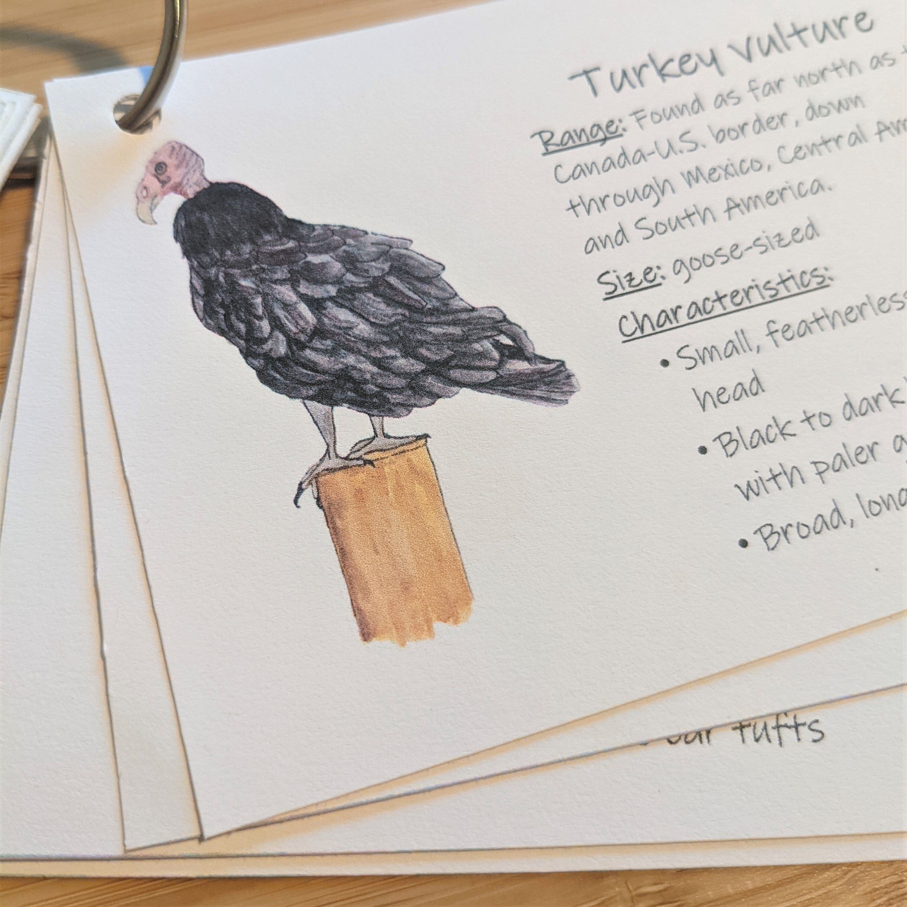 Birds of Prey Identification Cards: Watercolor Raptor Field Guide (PDF ...