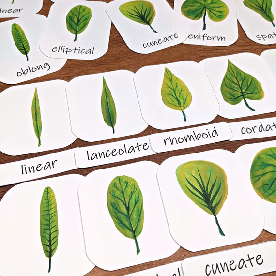 Leaf Shapes Three-part Cards: Montessori-style Flashcards - Etsy