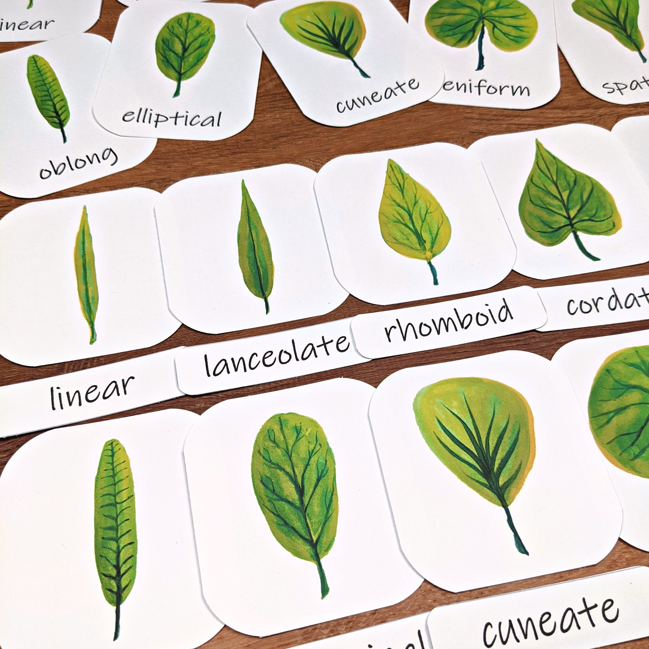 Shapes Of Leaves Montessori