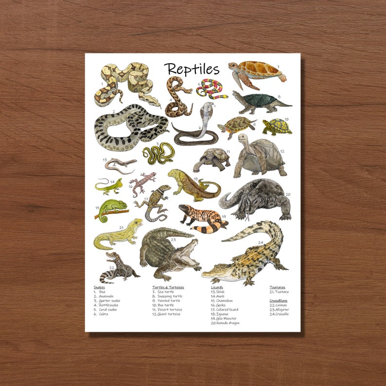 Reptiles Classroom Poster: Watercolor Wildlife Art (PDF Download) - Etsy
