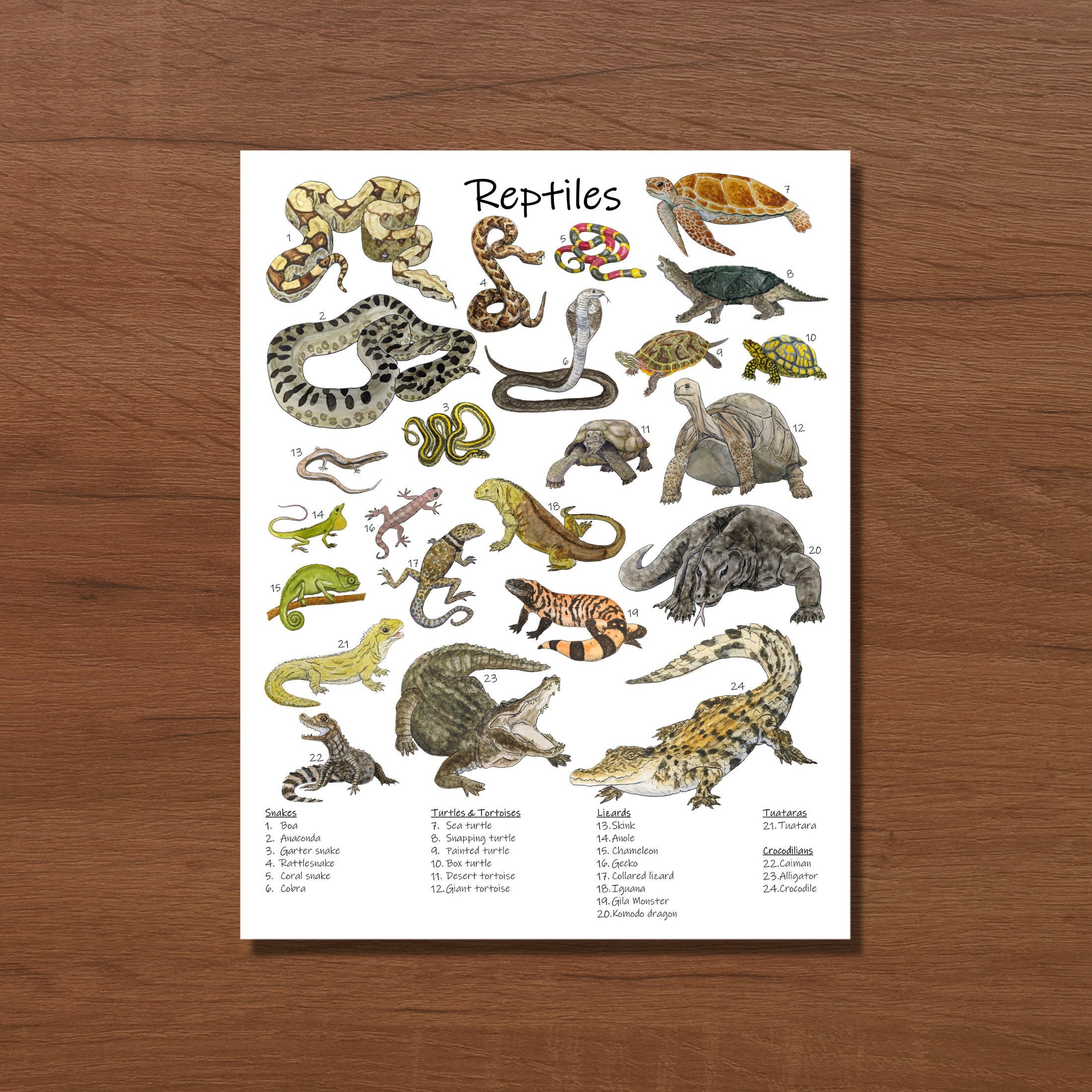 Reptiles Classroom Poster: Watercolor Print, Homeschool Decor, Biology ...