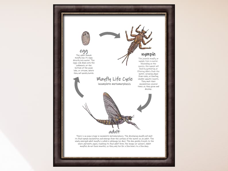 Mayfly Life Cycle Poster: Insect Metamorphosis Printable - Etsy