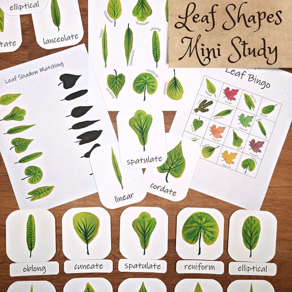 Types Of Leaves For Kids