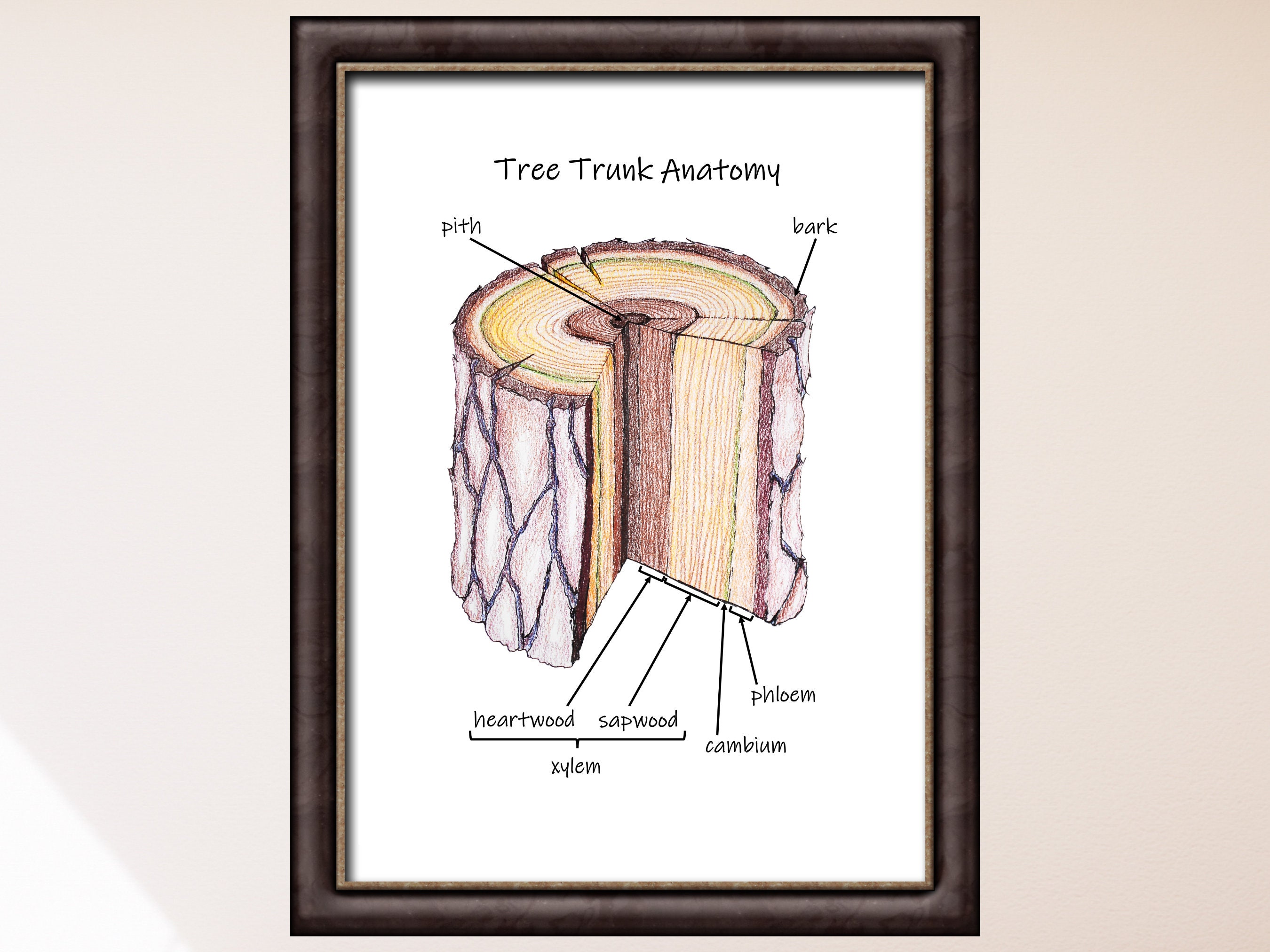 Xylem And Phloem Tree Diagram