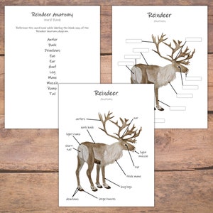 Reindeer Study: Printable Life Cycle and Anatomy Diagrams - Great ...