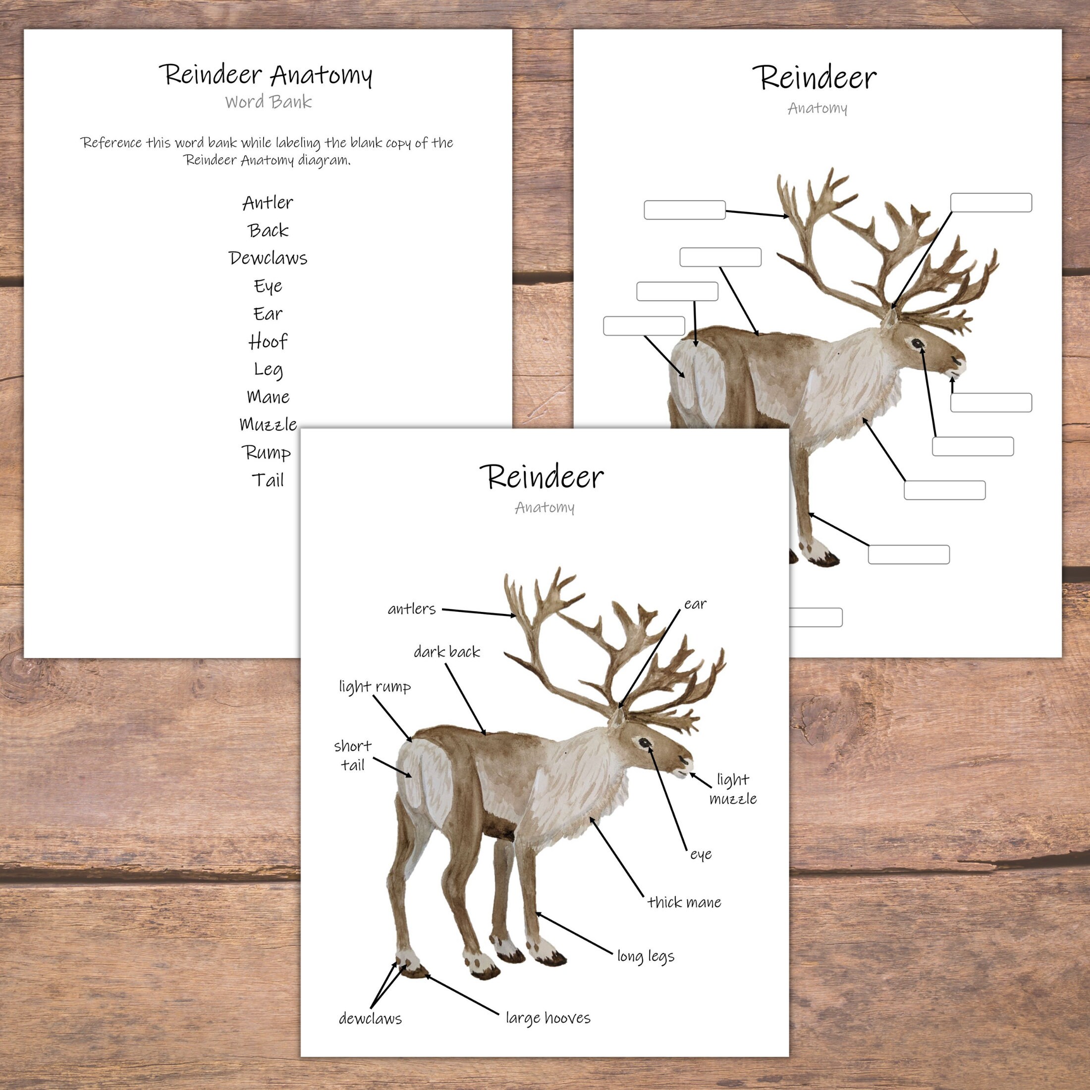 Reindeer Anatomy & Life Cycle Diagrams: Homeschool Winter Lesson (PDF ...