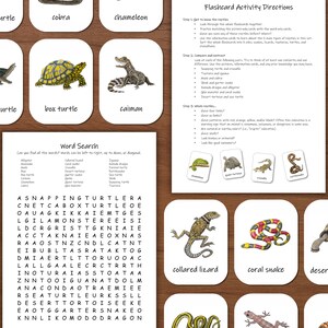 Reptile Mini Study: Biology Lesson Plan (PDF Download) - Etsy