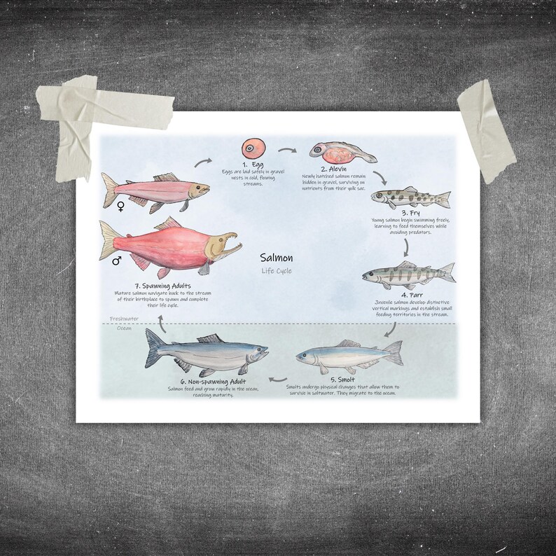 Salmon Life Cycle Classroom Poster: Ecology Print (PDF Download) - Etsy