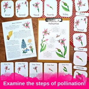 Pollination Unit: Activities, Lesson Plan, and Classroom Materials ...