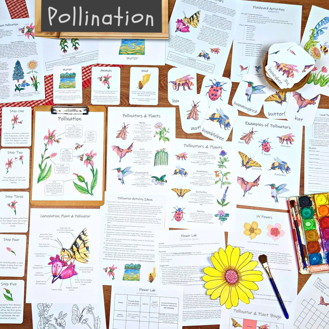 Pollination Unit: Activities, Lesson Plan, and Classroom Materials ...