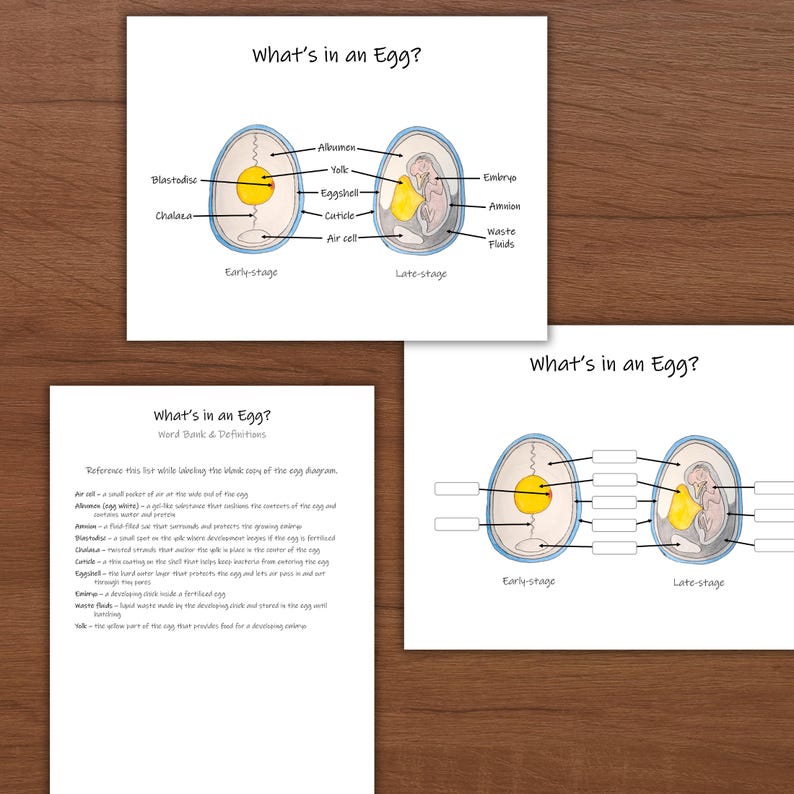 Bird Life Cycle: Egg and Nest Classroom Printables and Diagrams (PDF ...