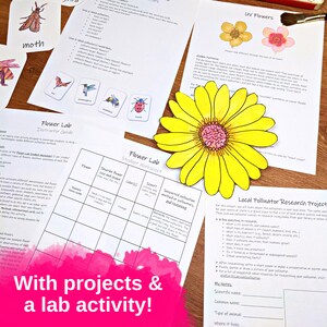 Pollination Unit: Activities, Lesson Plan, and Classroom Materials ...