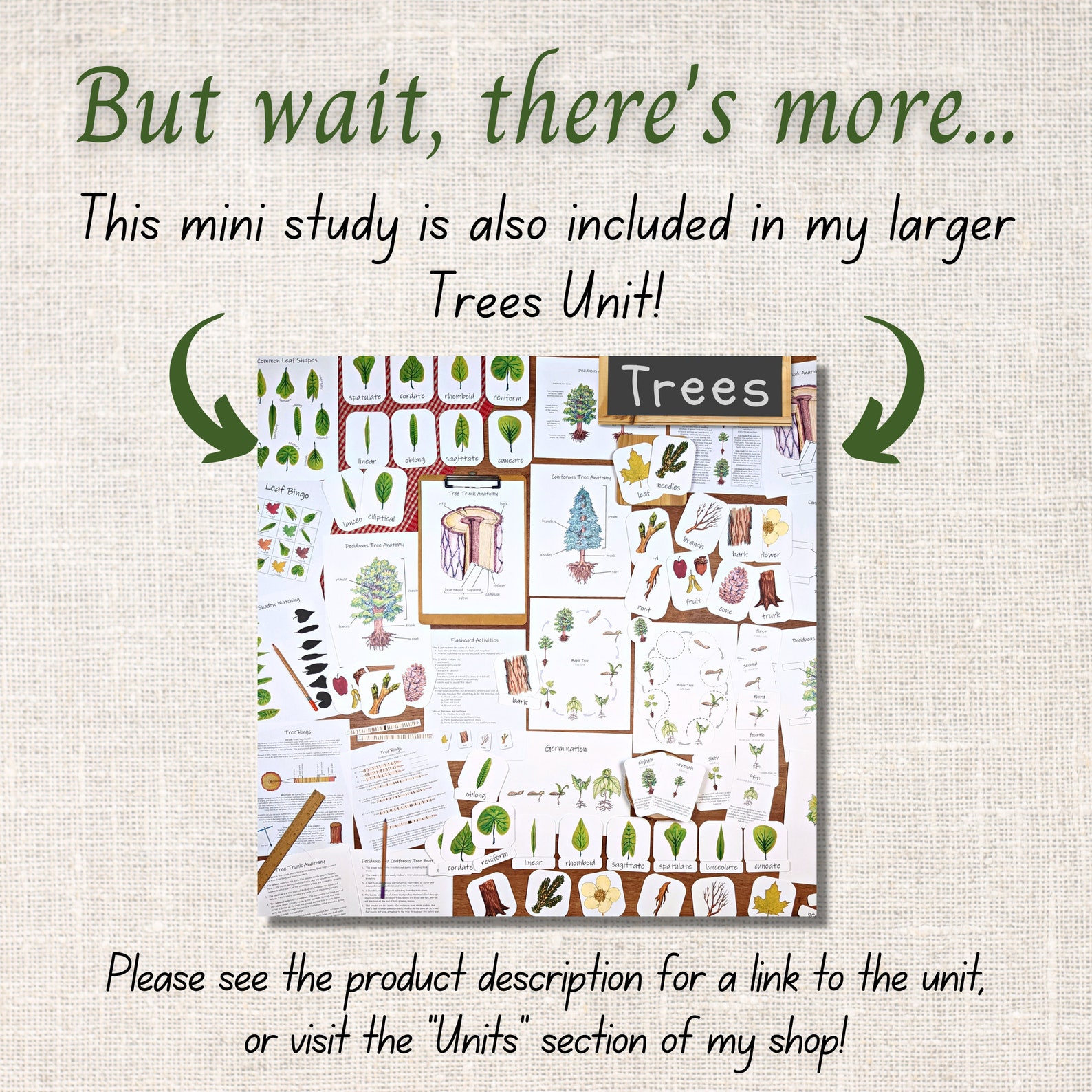 Maple Tree Life Cycle Mini Study: Tree Life Cycle Worksheet, Classroom ...