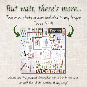 Maple Tree Life Cycle Mini Study: Tree Life Cycle Worksheet, Classroom ...