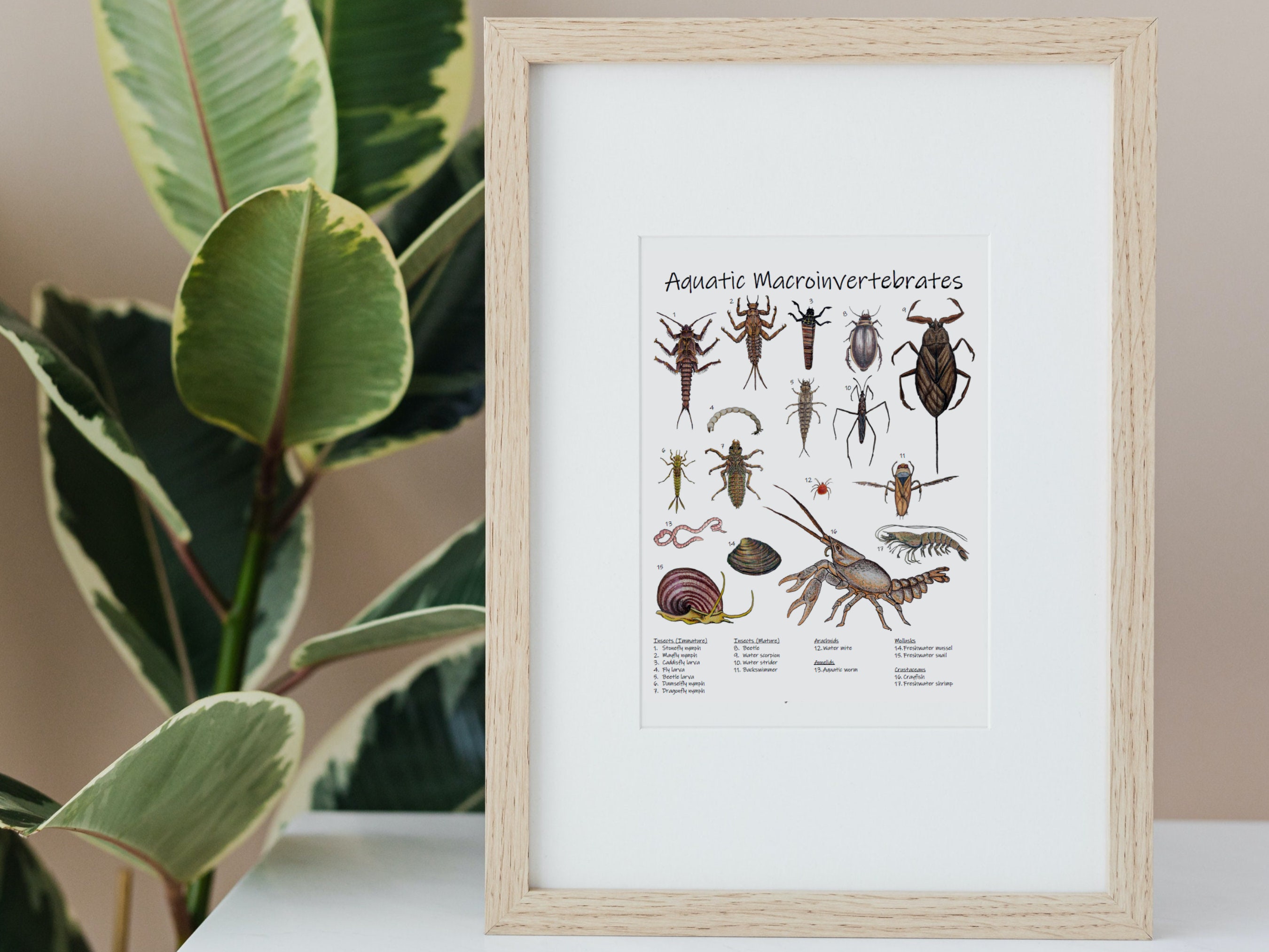 Macroinvertebrates Poster: Identify Common Aquatic Species, Printable ...