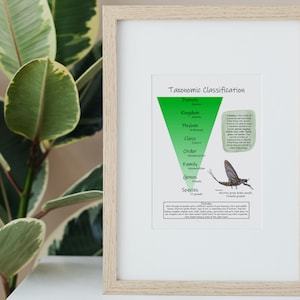 Taxonomic Classification Poster: Teach Kids About Taxonomy Classroom ...