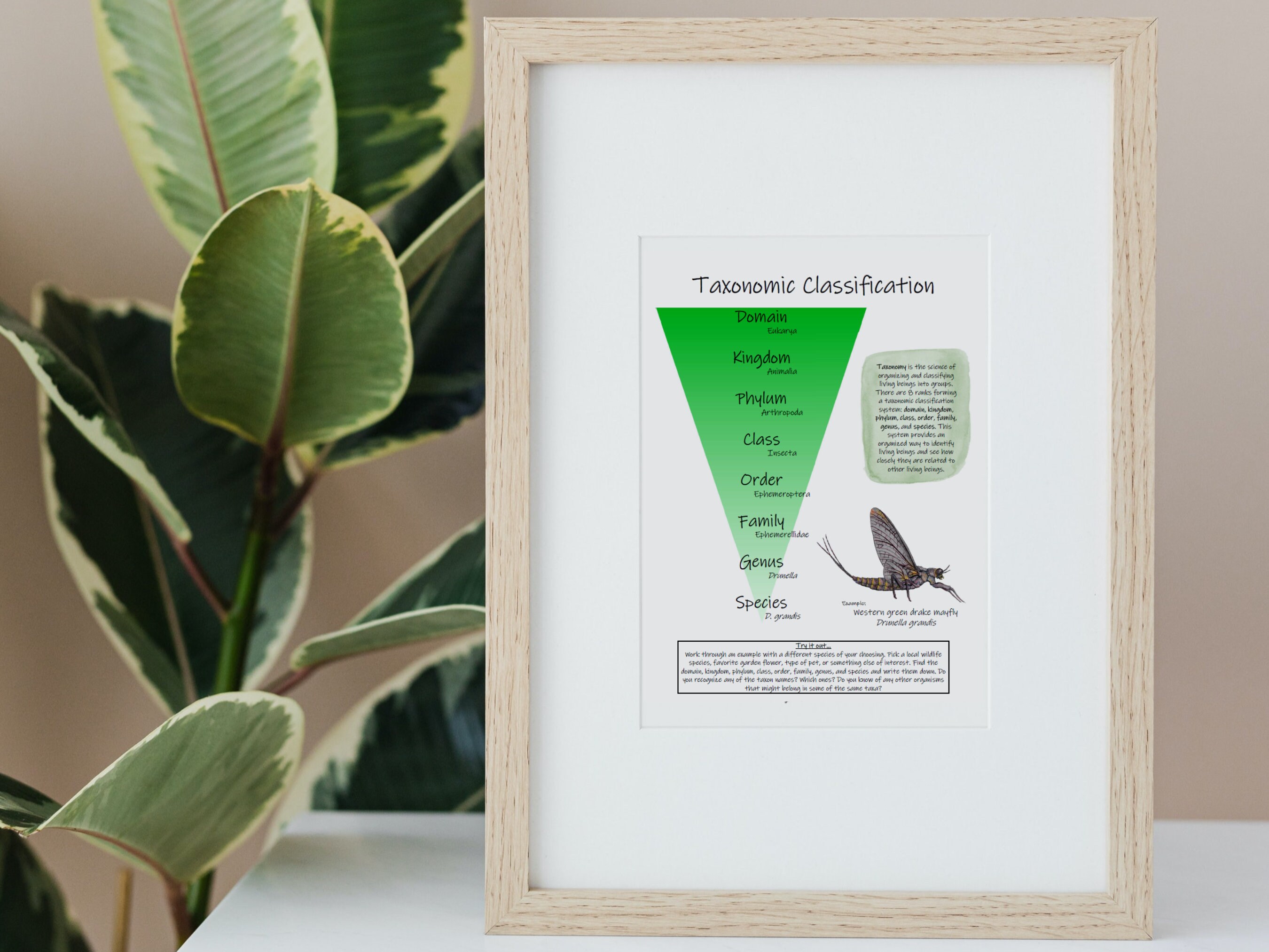 Taxonomic Classification Poster: Teach Kids About Taxonomy Classroom ...