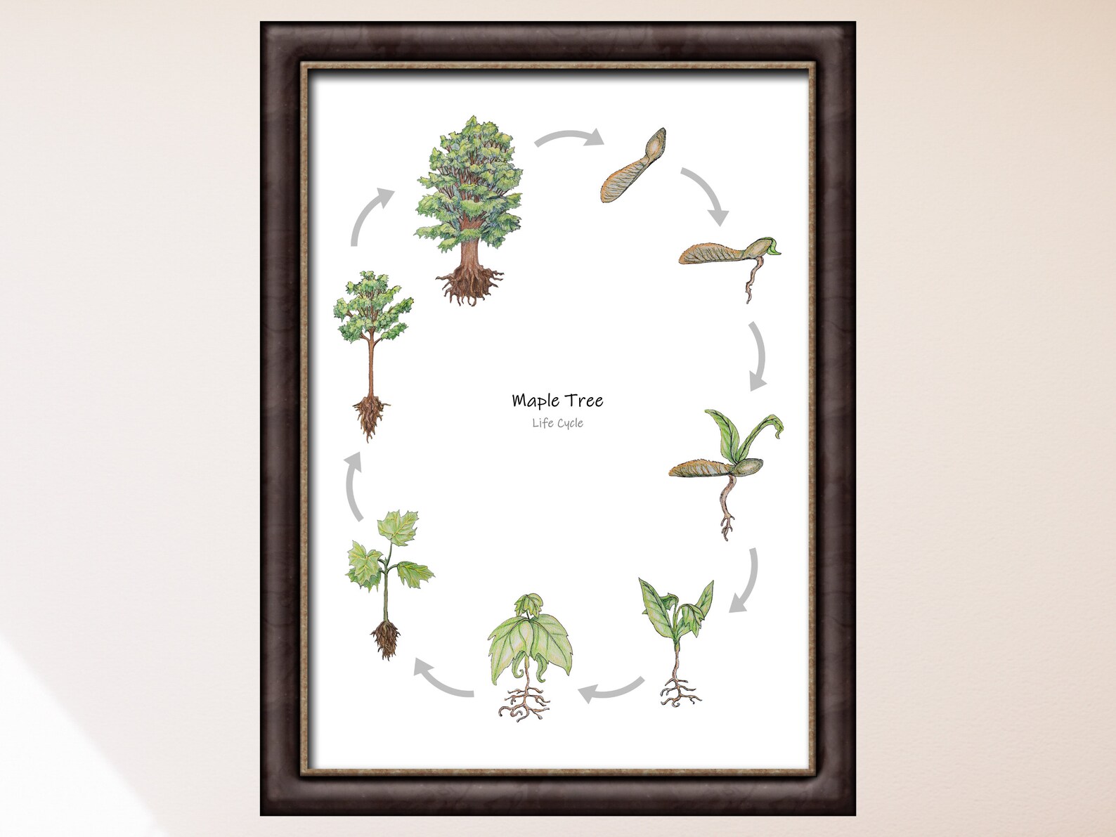 Maple Tree Life Cycle Poster: Printable Classroom Poster - Etsy Australia