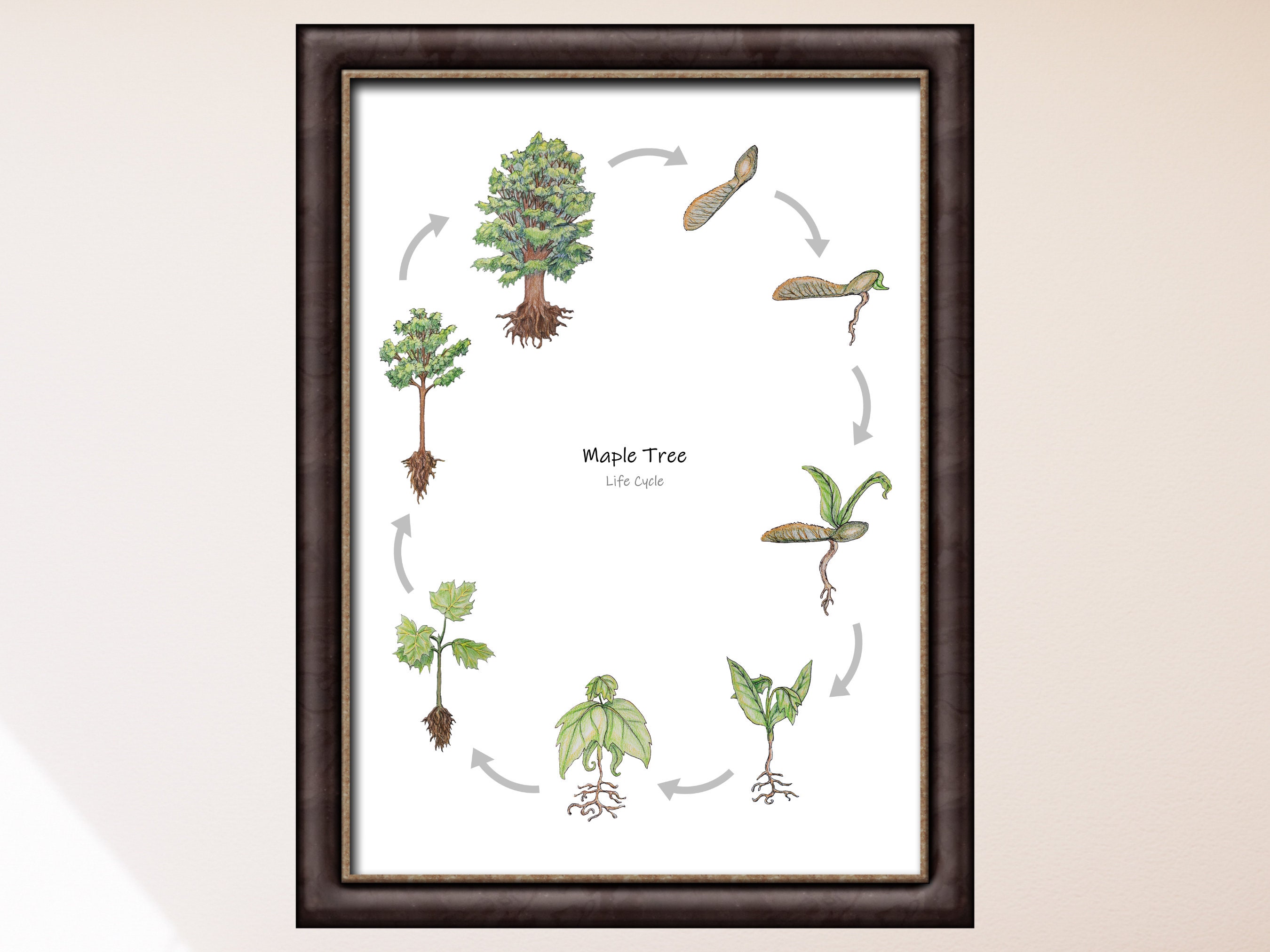 Maple Tree Life Cycle Poster: Printable Classroom Poster - Etsy Australia