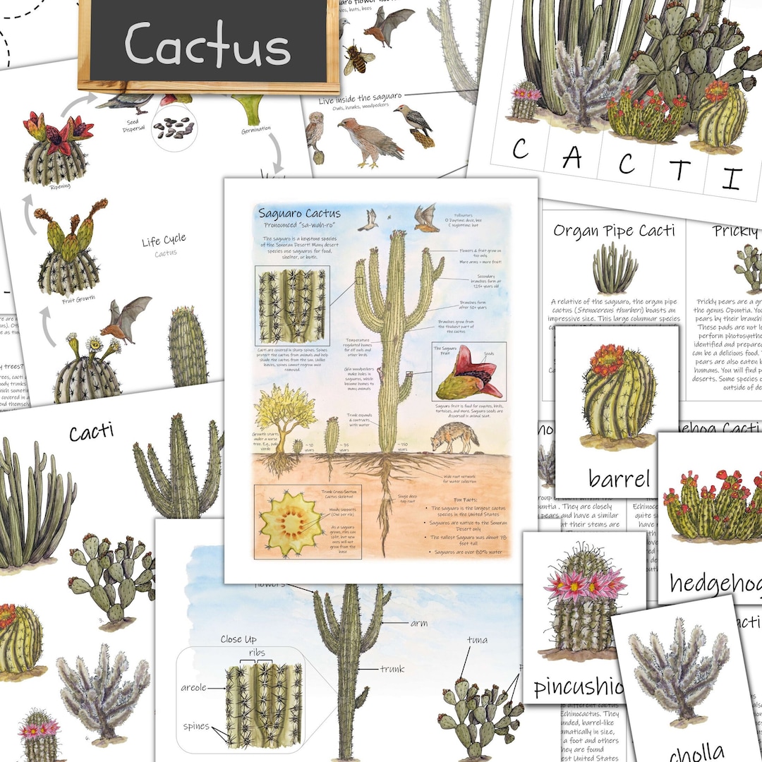 Cactus Unit: Nature Curriculum, Homeschool Science, Nature Study ...