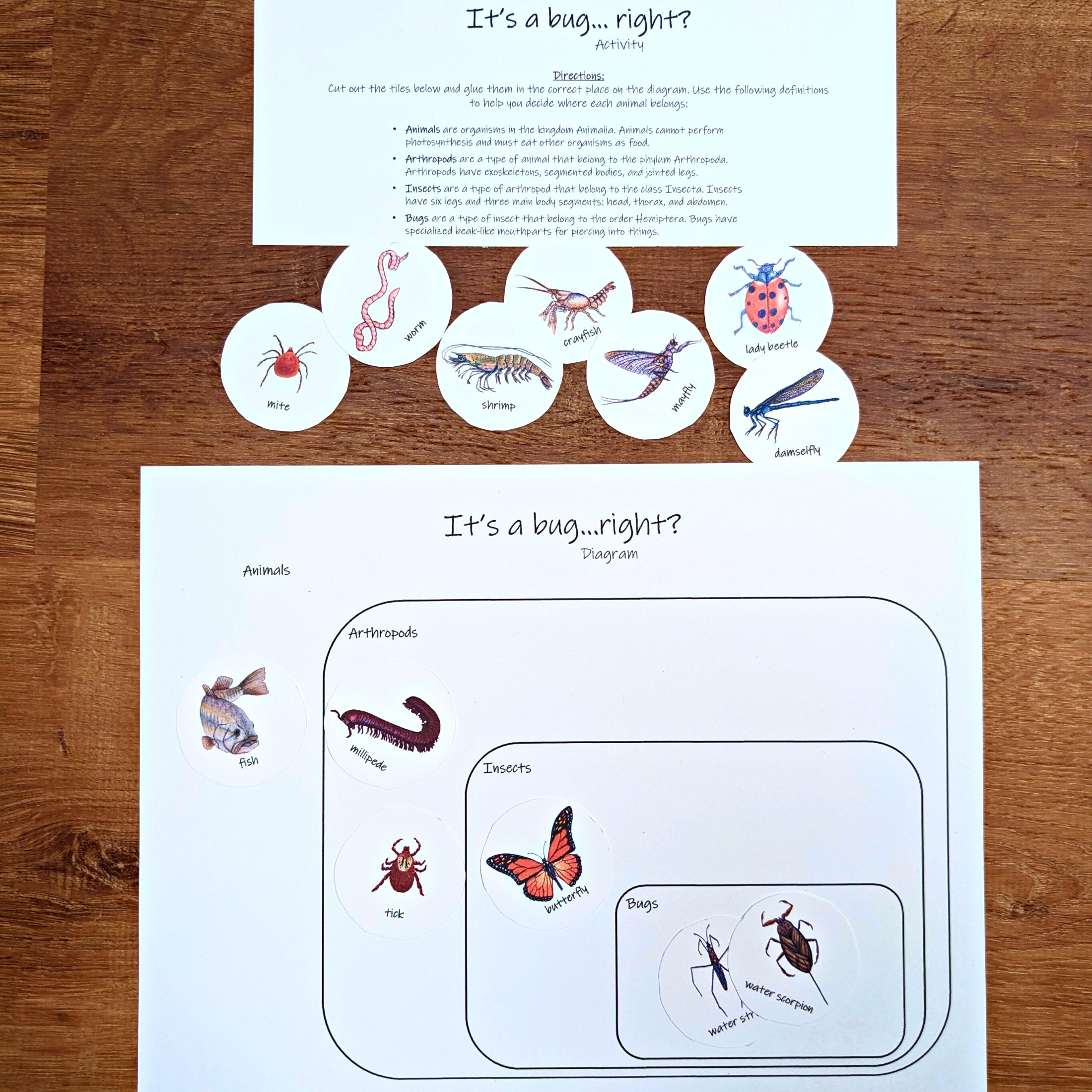 It's a Bug... Right Taxonomy Mini Study: Biology Lesson - Etsy