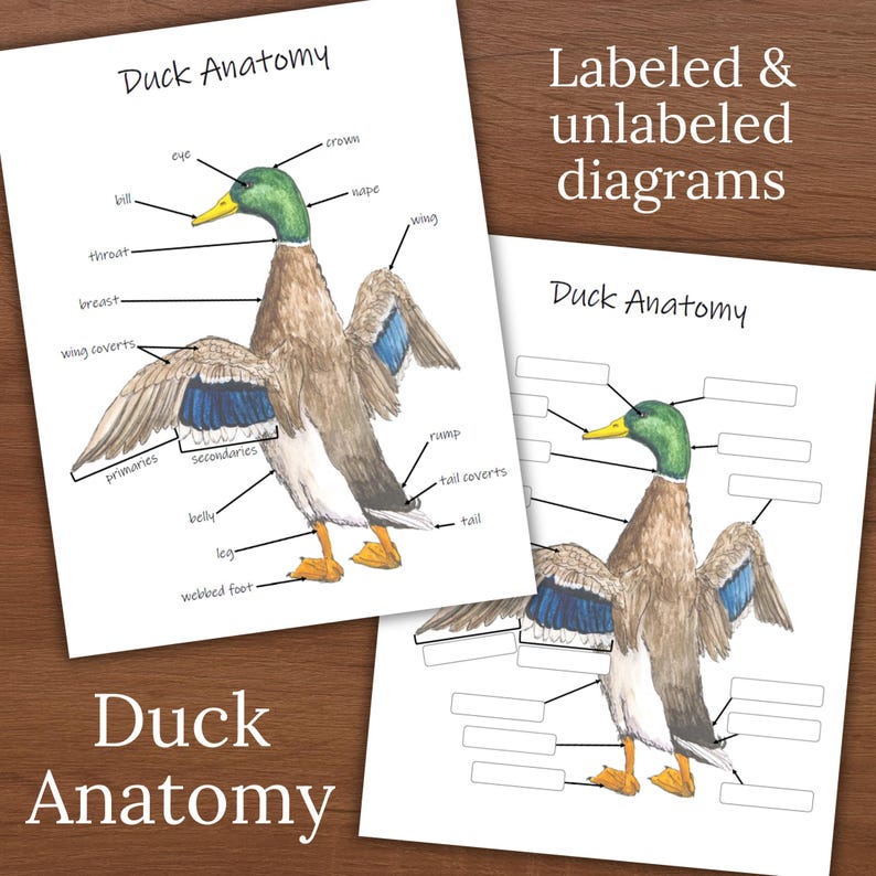 Duck Anatomy: Printable Labeled & Unlabeled Diagrams With Parts of a ...