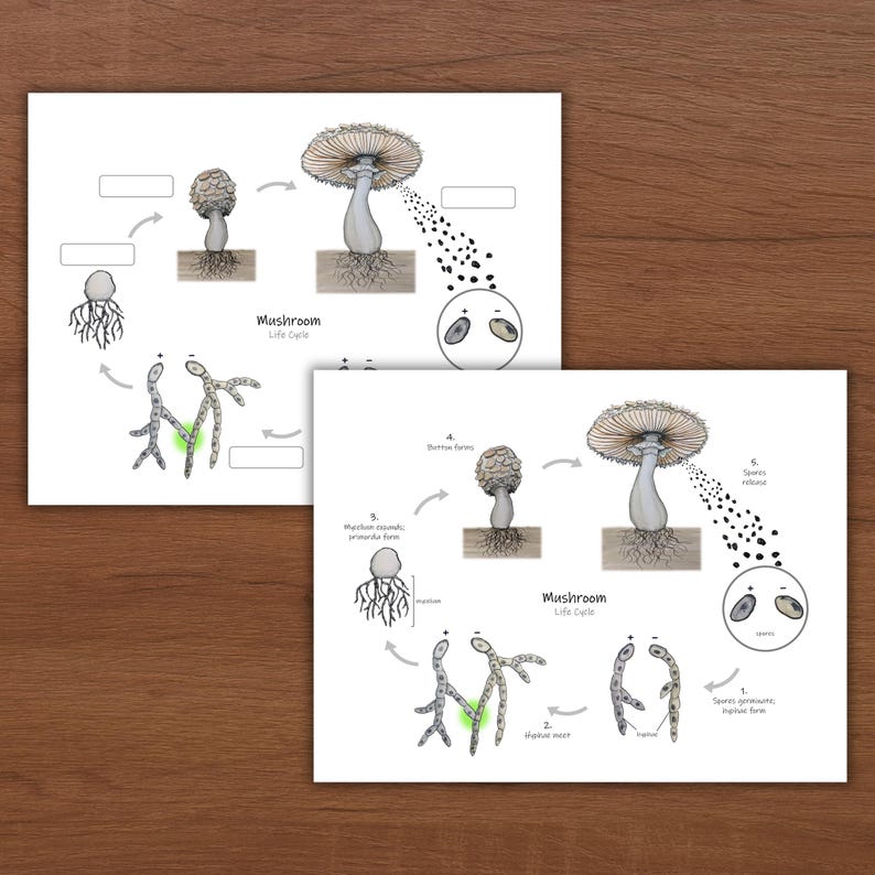 Mushroom Life Cycle: Labeled & Unlabeled Diagrams, Printables, and ...