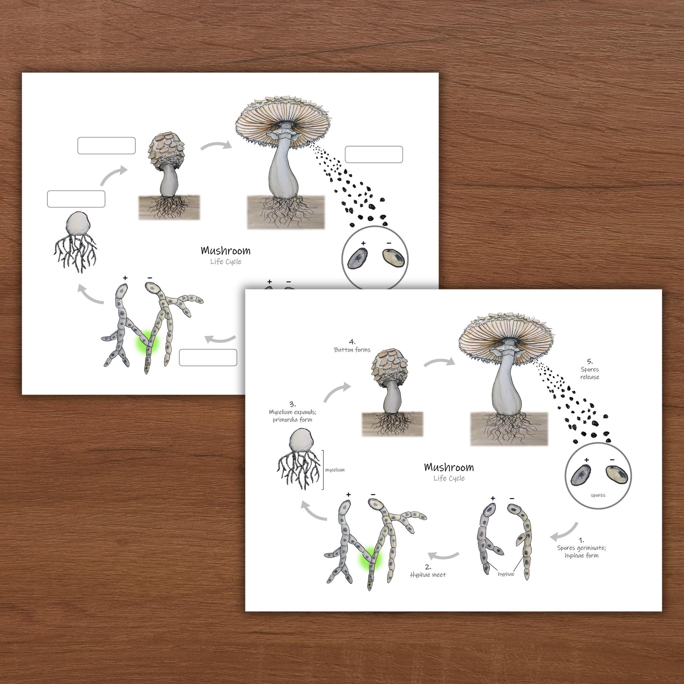 Mushroom Life Cycle: Labeled & Unlabeled Diagrams, Printables, and ...