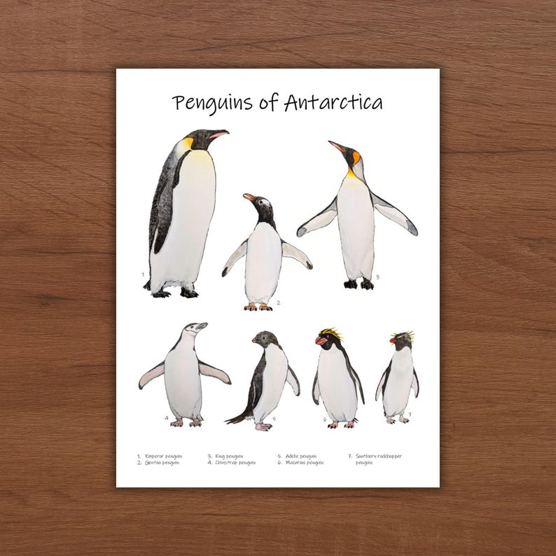 Penguin Mini Study: Life Cycle, Anatomy, Types of Penguins, and More ...