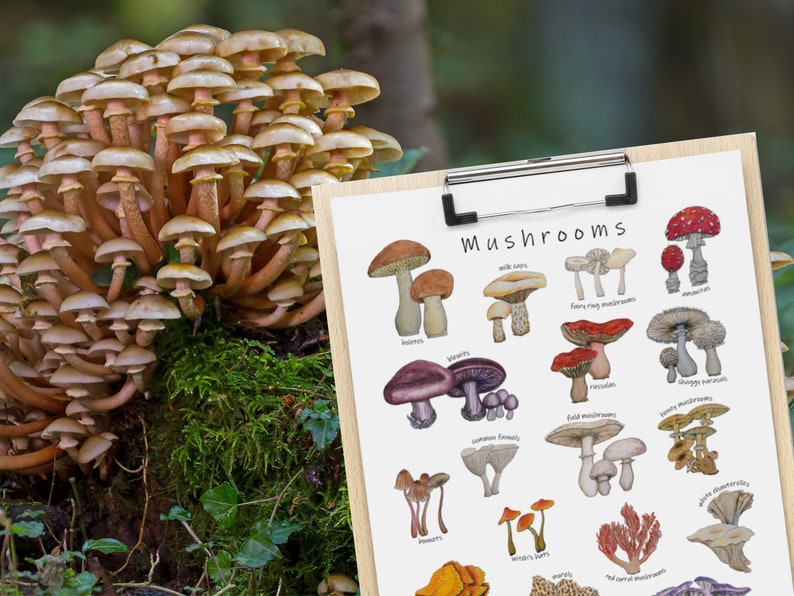 Mushrooms Poster: 20 Amazing Mushrooms & Fungi Mycology - Etsy