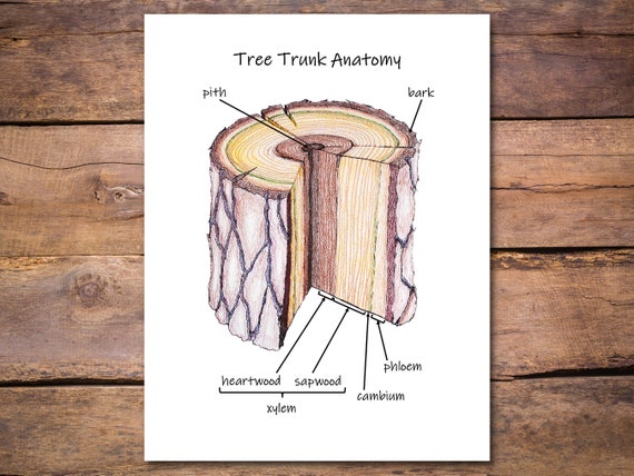 Tree Xylem And Phloem Diagram
