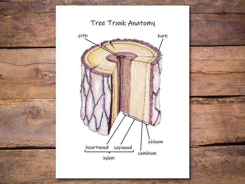 Tree Trunk Anatomy Diagram: Homeschool Classroom Poster (PDF Download ...