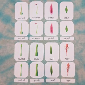 Plant Anatomy Mini Study: Study the Parts of a Flower! Botany Activity ...