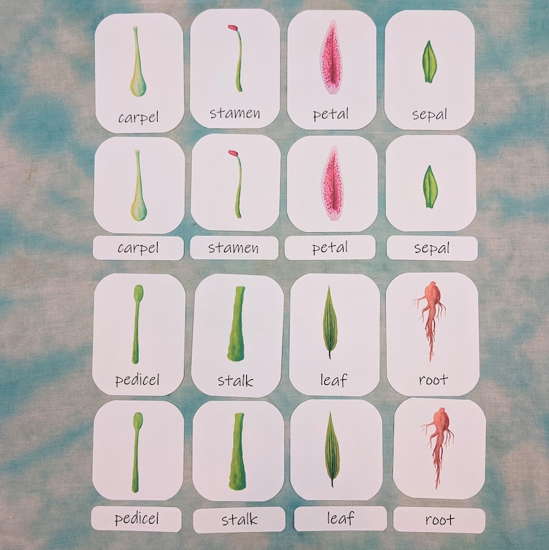 Plant Anatomy Mini Study: Botany Activity Pack (PDF Download) - Etsy