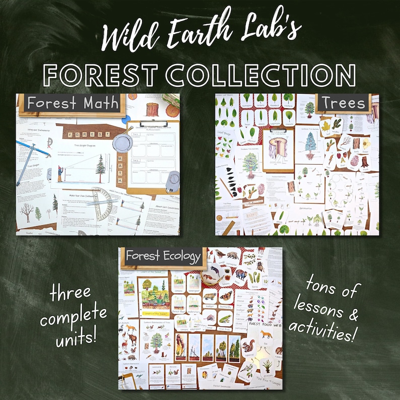 Forest Unit Study Bundle: Ecology, Math, & Biology (PDF Download) - Etsy