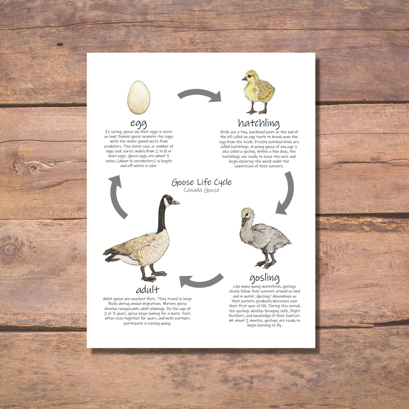 Goose Life Cycle Worksheets and Coloring Page: Printables for Classroom ...