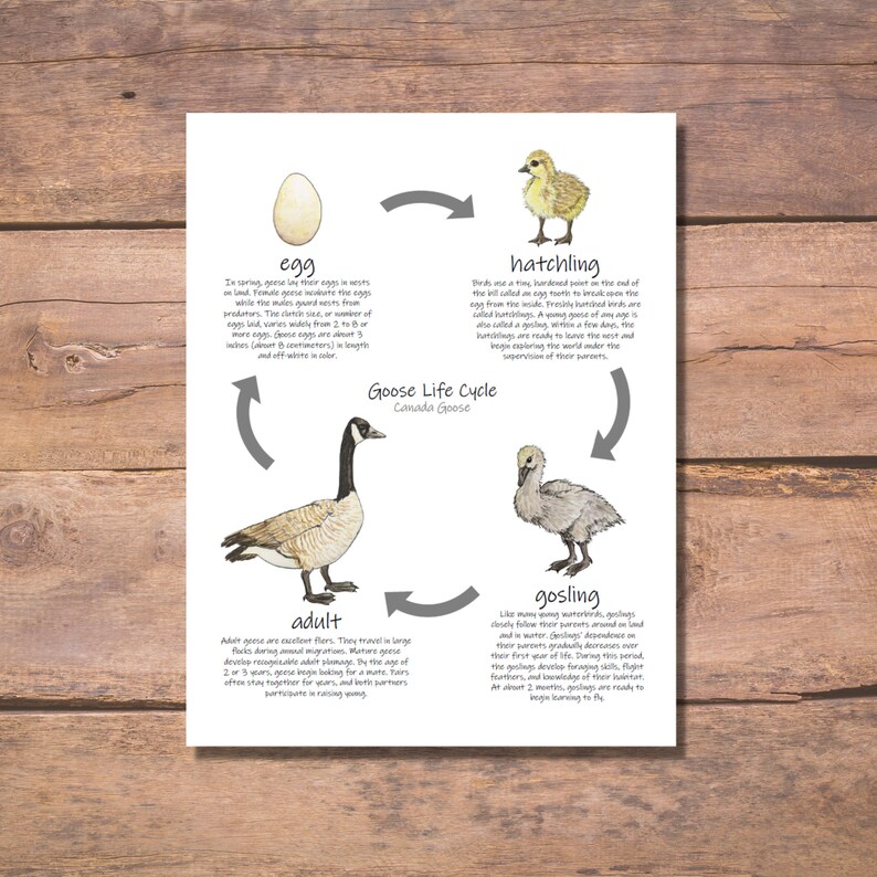Goose Life Cycle Worksheets and Coloring Page: Printables for Classroom ...