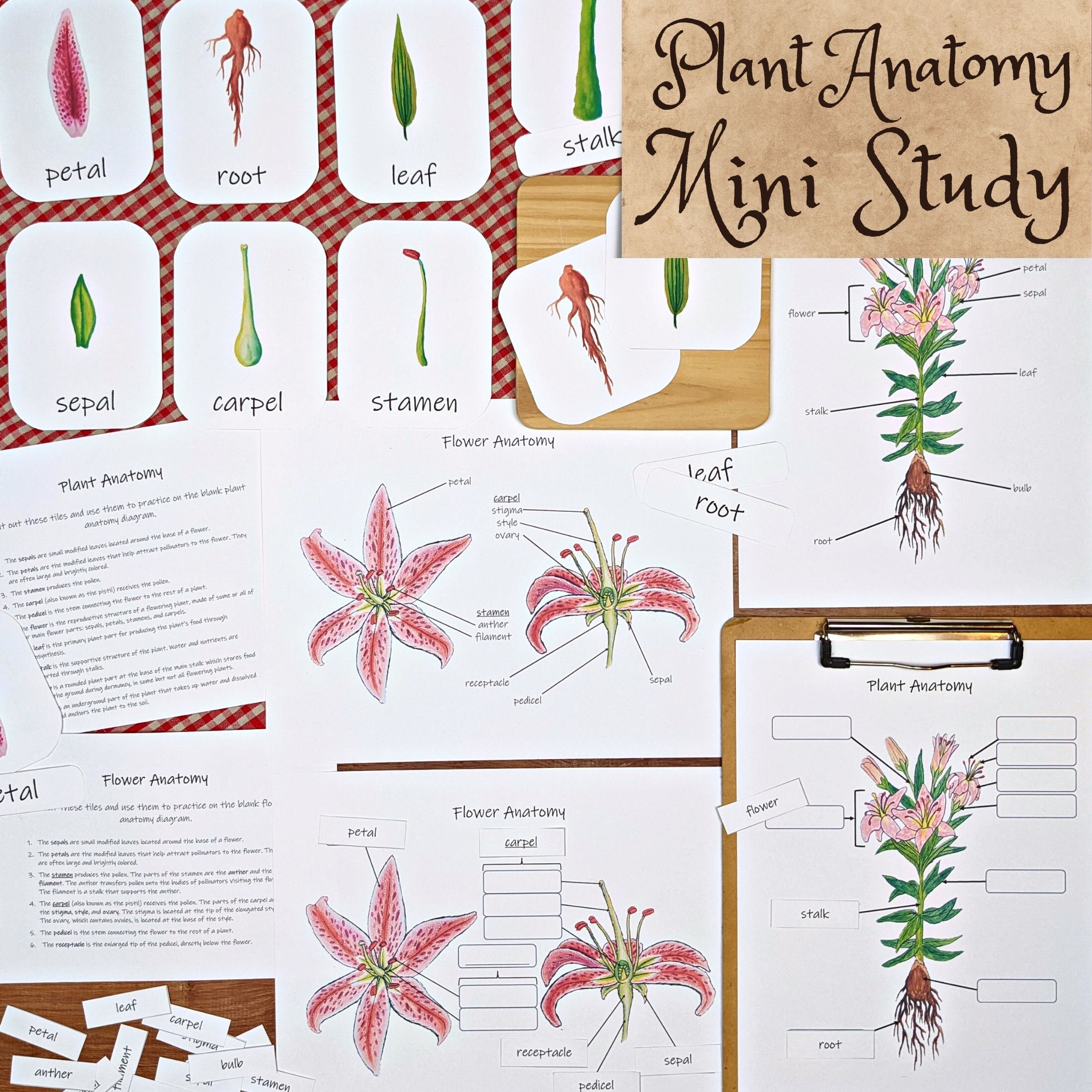 Plant Anatomy Mini Study: Study the Parts of a Flower Botany Activity ...
