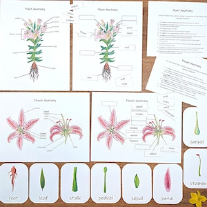 Botany Collection: Study Plants, Pollination, and More! Plant Unit ...