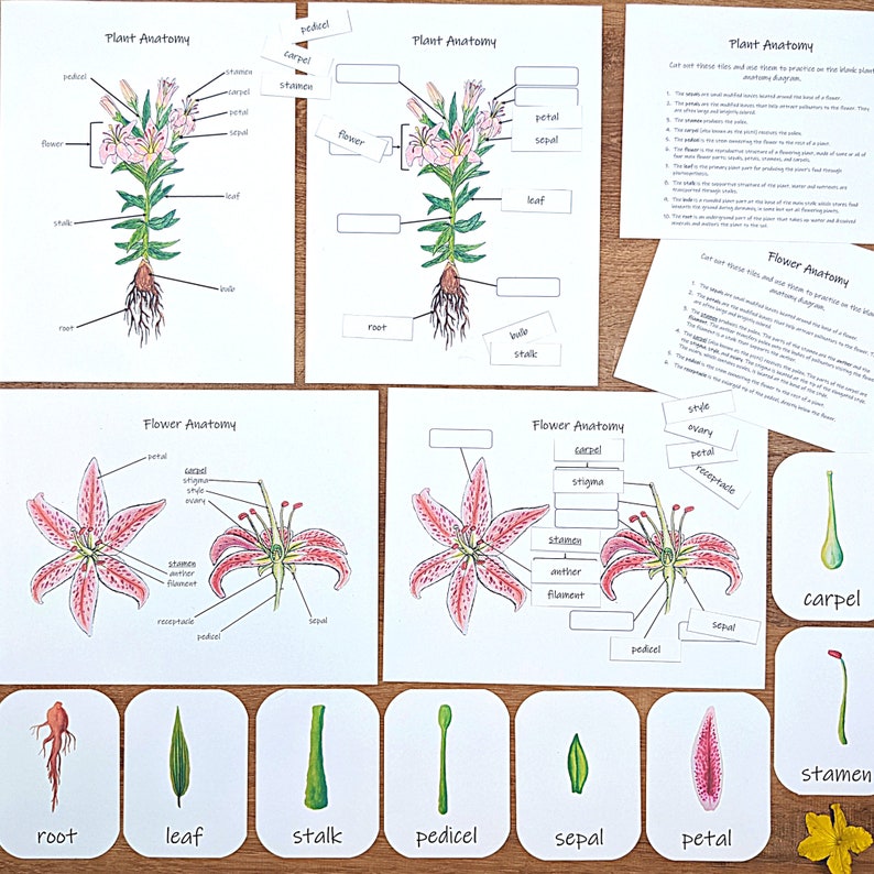 Botany Collection: 3 Plant Biology Homeschool Units (PDF Download) - Etsy