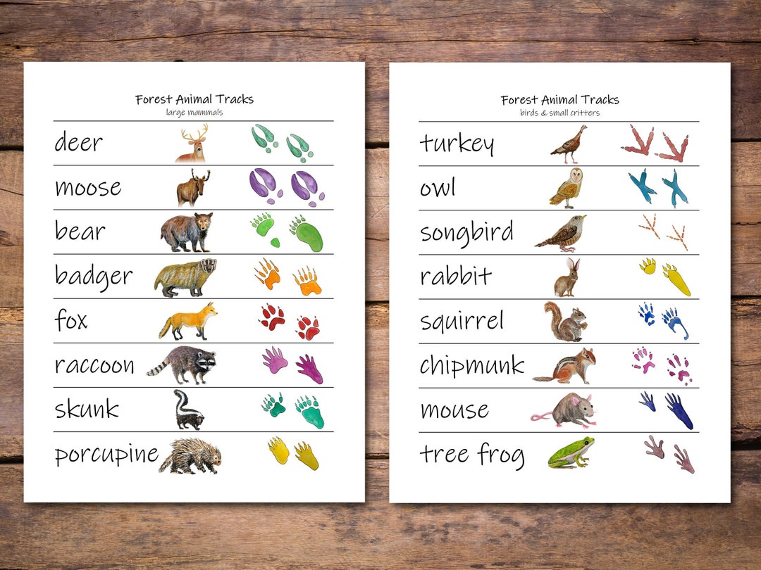 Animal Tracks Poster: Watercolor Forest Animals, Nature Classroom Decor ...