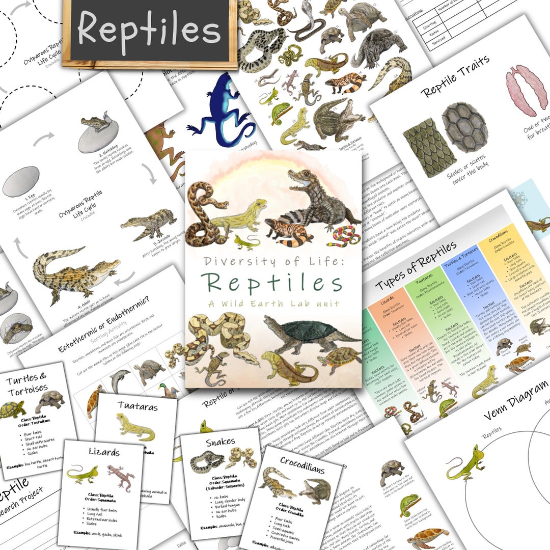 Reptiles Unit: Biodiversity Lesson Plan! Life Cycles, Ectotherm Vs ...