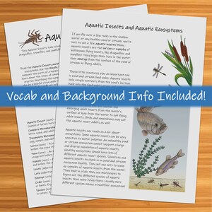 Aquatic Insects: Mini Study - Homeschool Ecology Activities for the ...