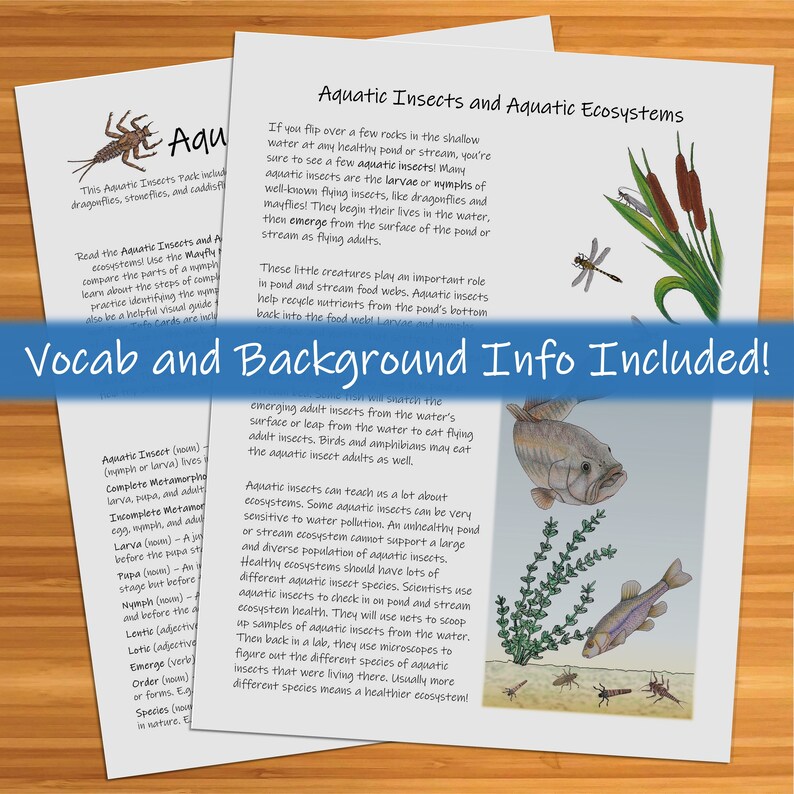 Aquatic Insects: Mini Study Homeschool Ecology Activities - Etsy