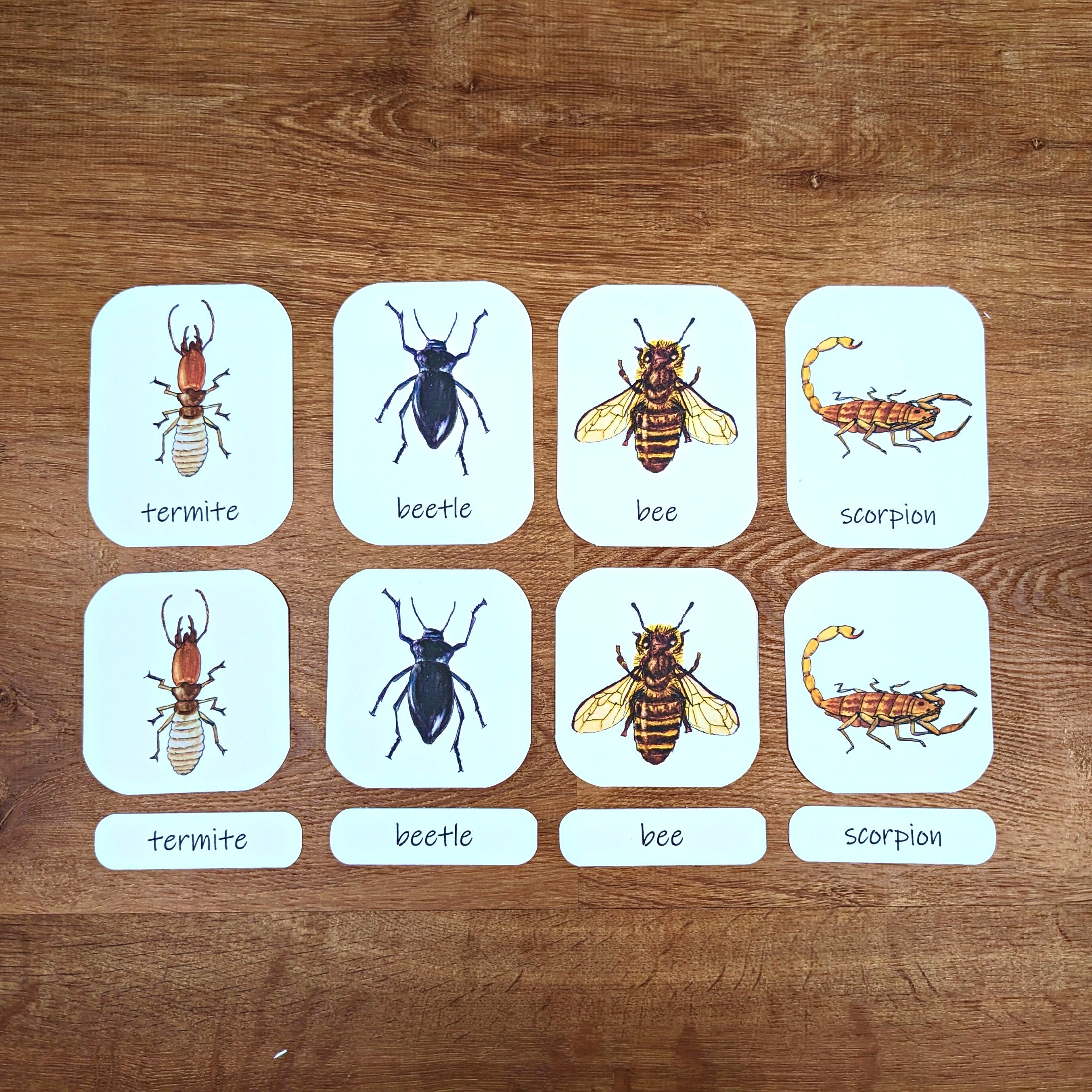 Desert Animals & Plants Flashcards: Montessori Three-part Cards (PDF ...