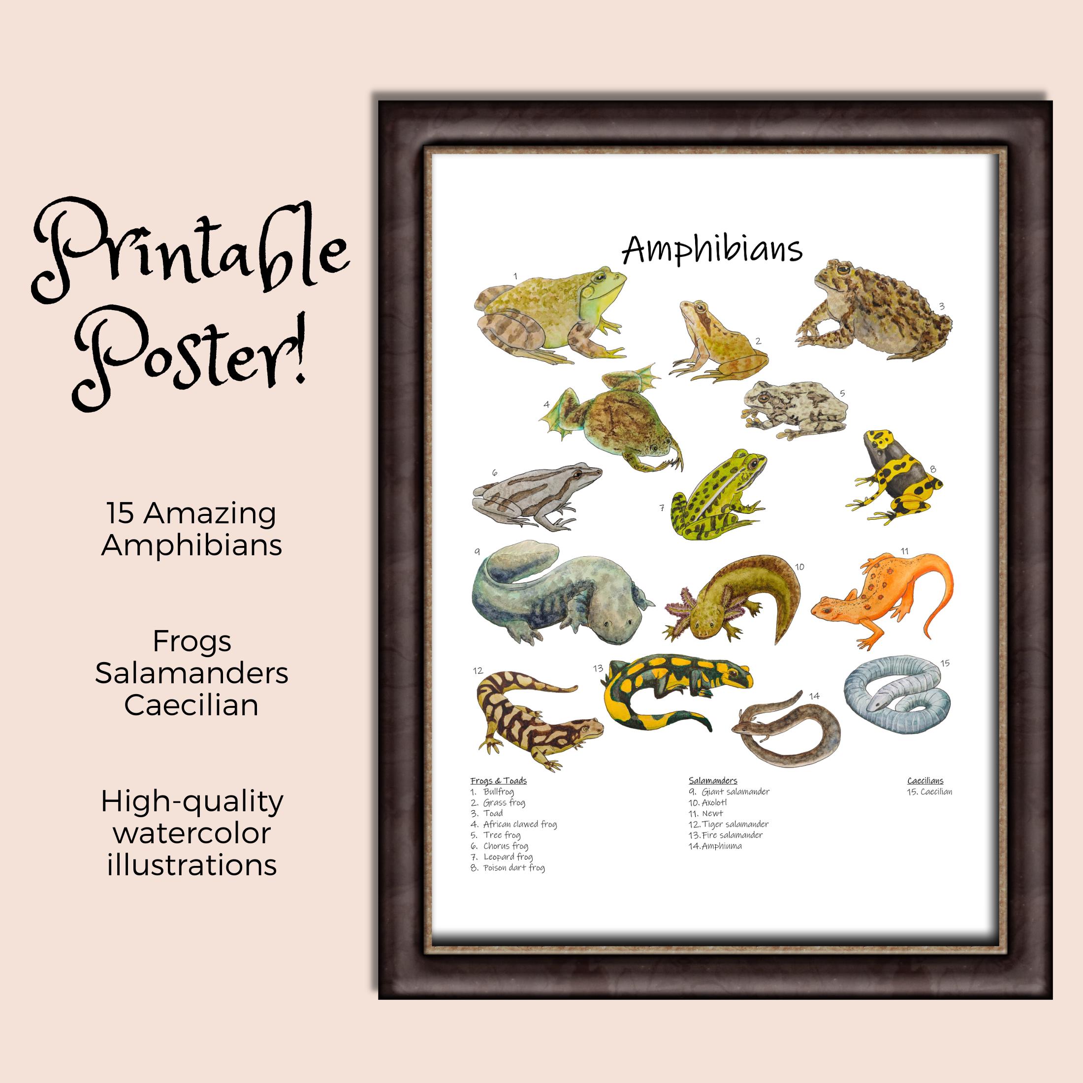 Amphibians Watercolor Print: Frogs, Salamanders, Biology Classroom ...