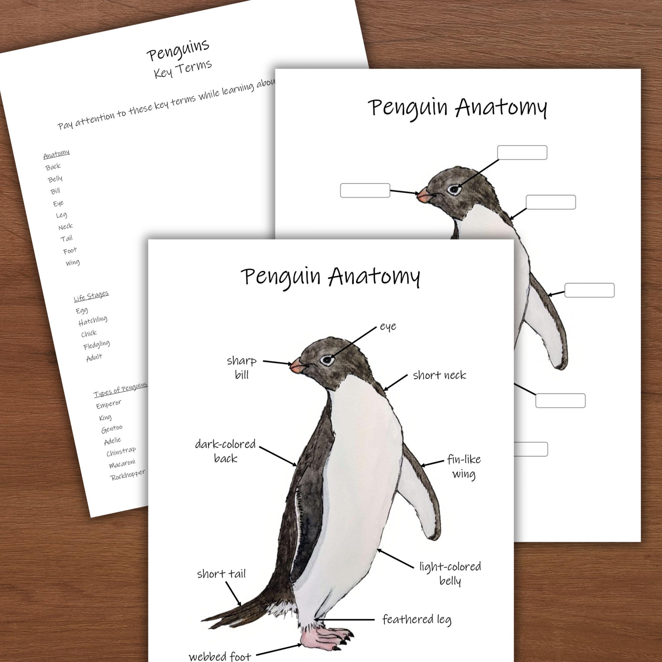 Penguin Mini Study: Life Cycle, Anatomy, Types of Penguins, and More ...